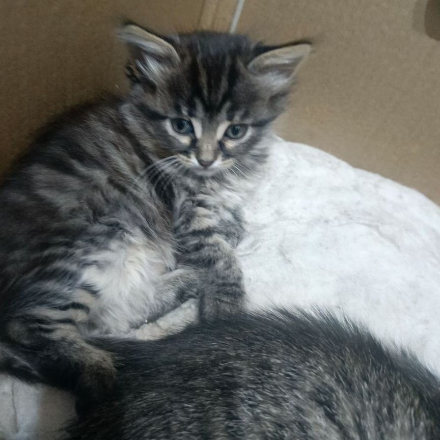 Отдаю котят в добрые руки