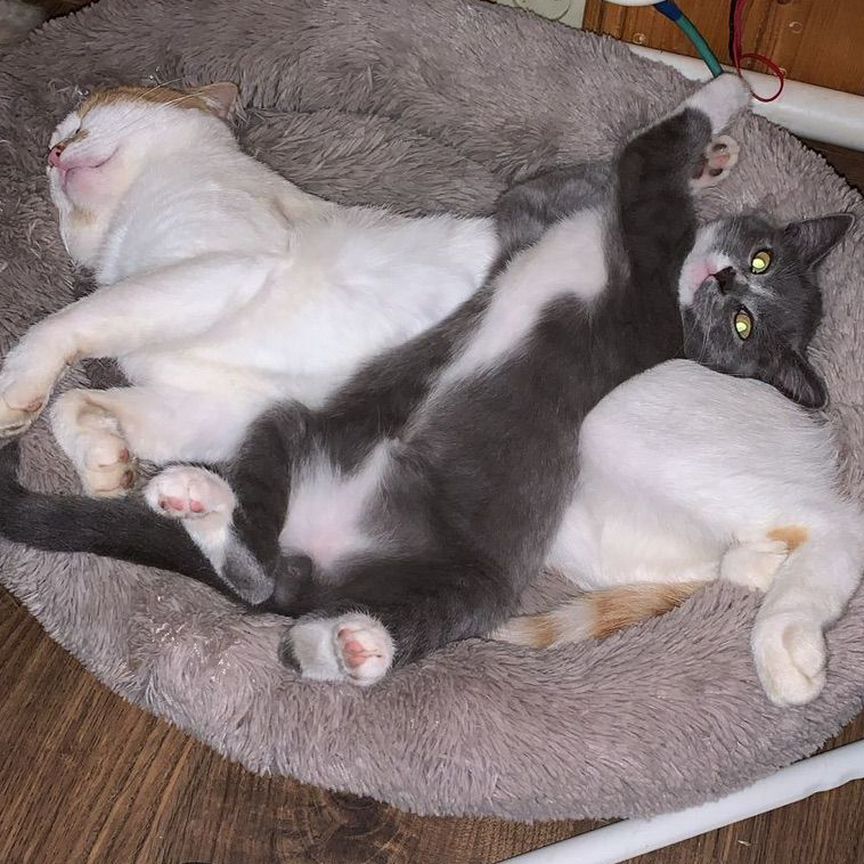 Котенок