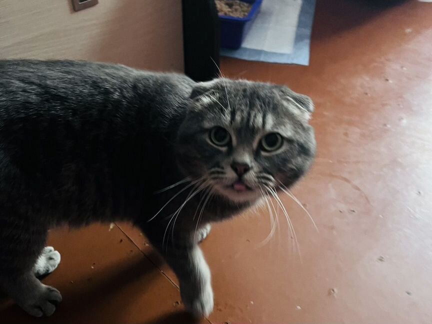 Шотландский вислоухий кот