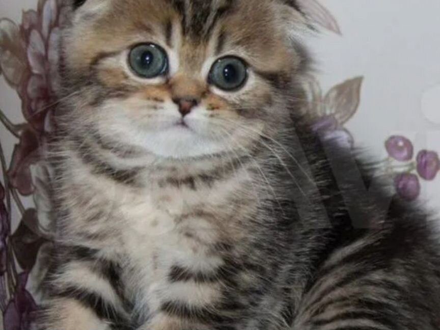 Шотландская