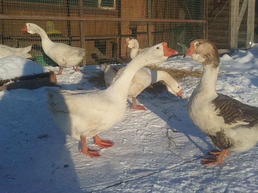 Гуси холмогоры