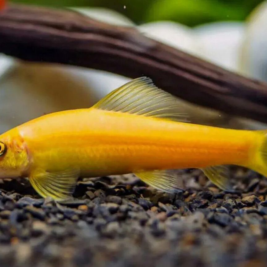 Гиринохейлус водорослеед