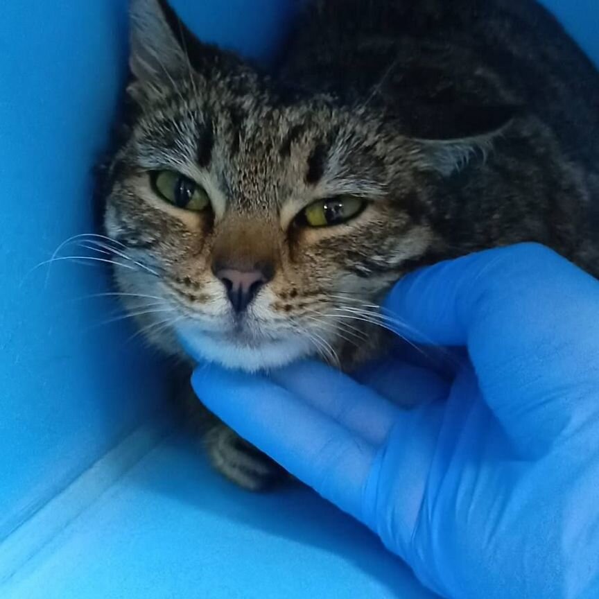 Ласковый котёнок так и не узнает любви