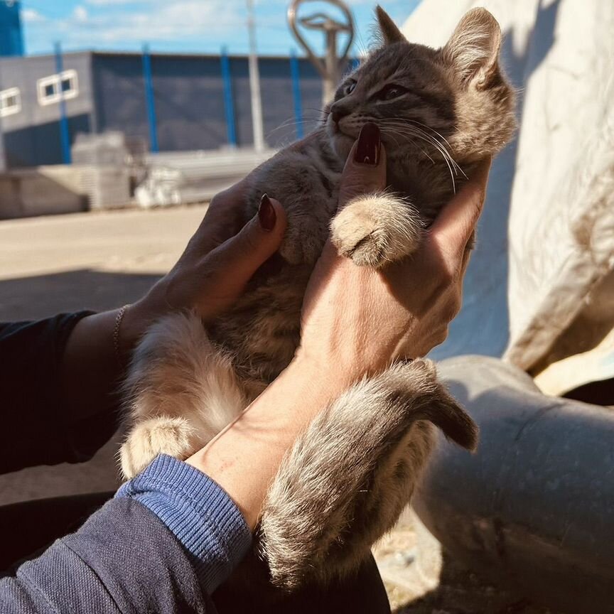 Котики