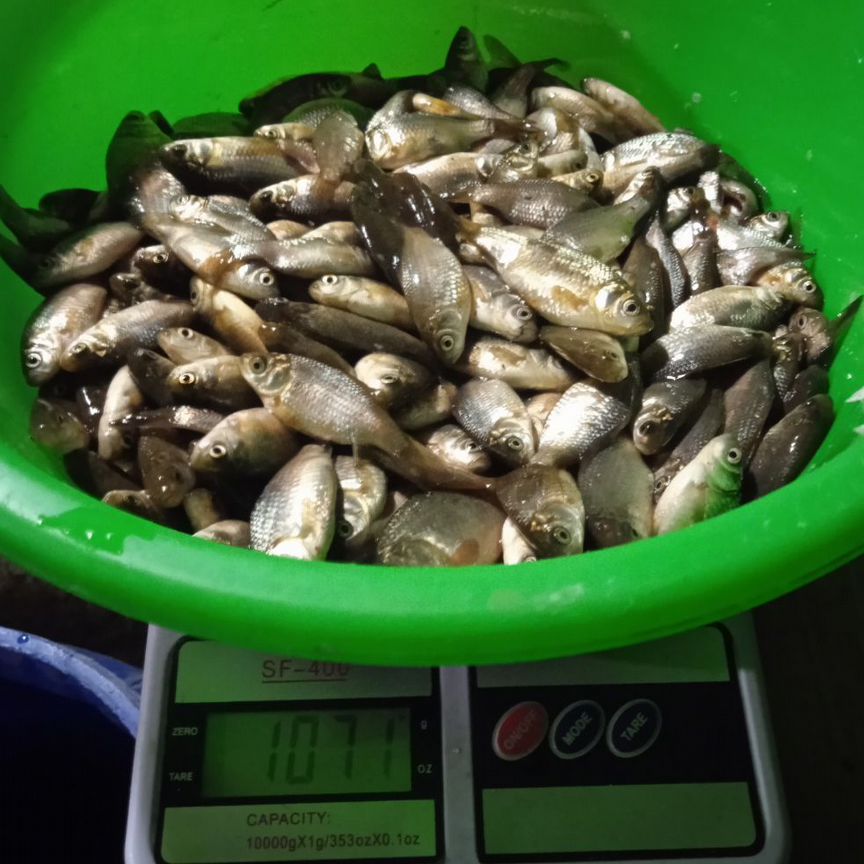 Рыба на корм есть мороженая Живая рыба для пруда