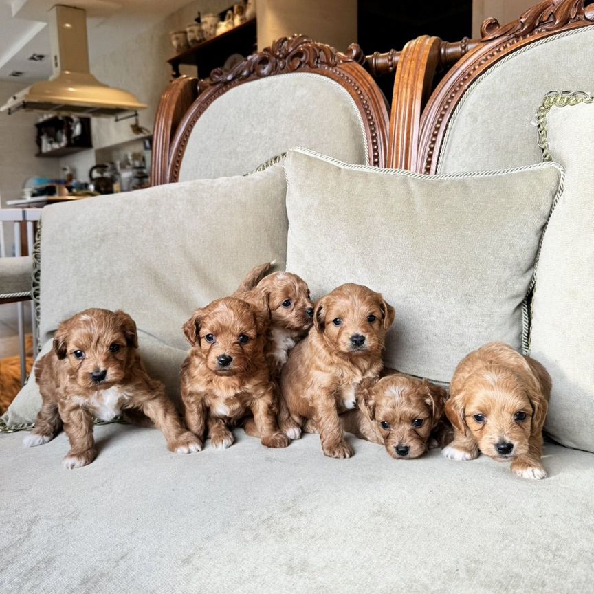 Мальтипу щенки