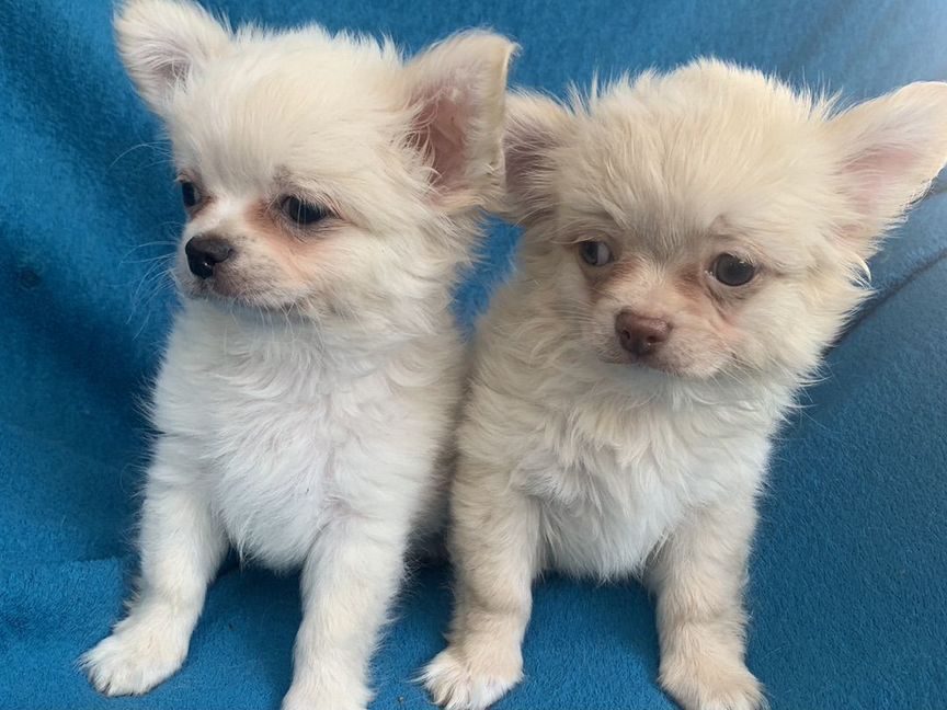 Чихуахуа братишки