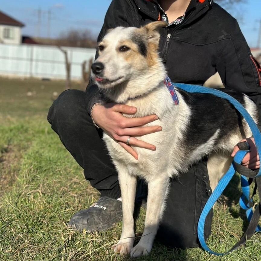 Щенок в добрые руки бесплатно