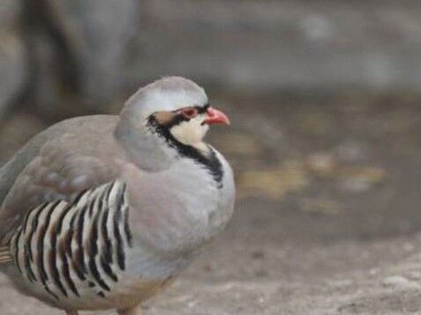 Горный птица кеклики