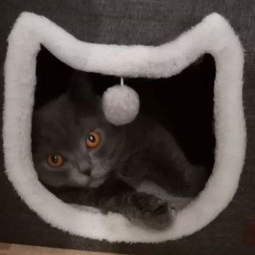 Шотландский прямоухий длинношёрстный кот, взрослый