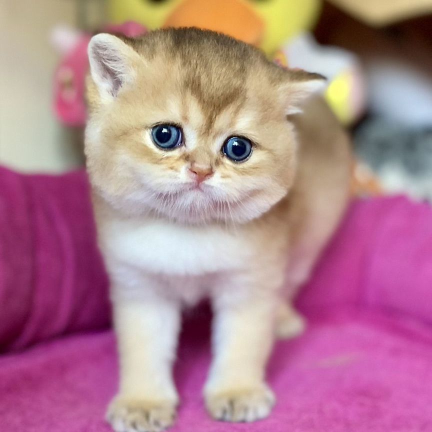Шотландский котенок. Котик