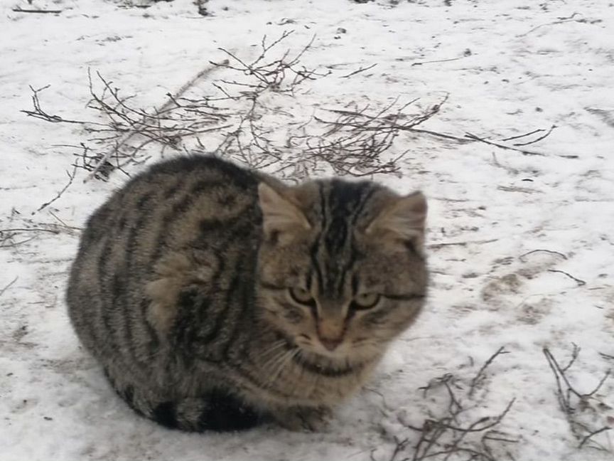 Кошечка-подросток в добрые руки