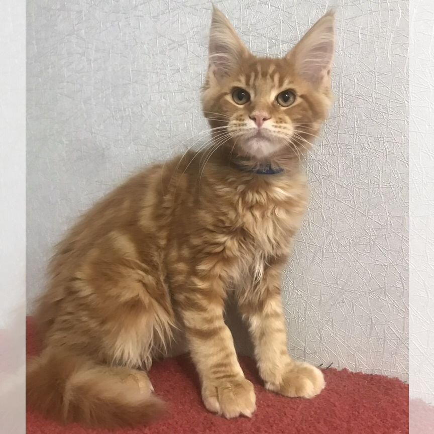Котята мейнкун с документами из питомника