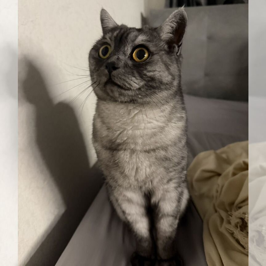 Шотландский прямоухий короткошёрстный, взрослый кот