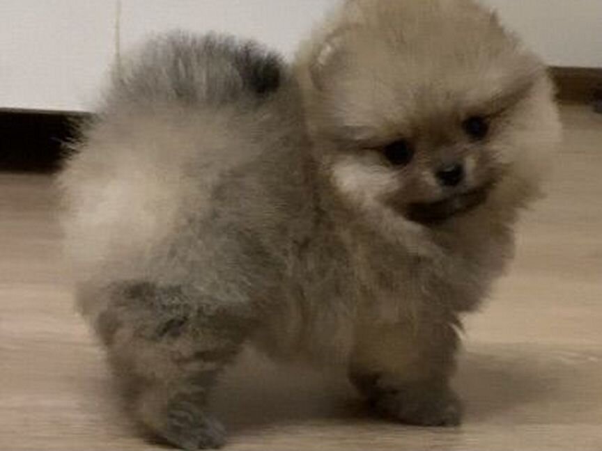 Померанский шпиц девочка