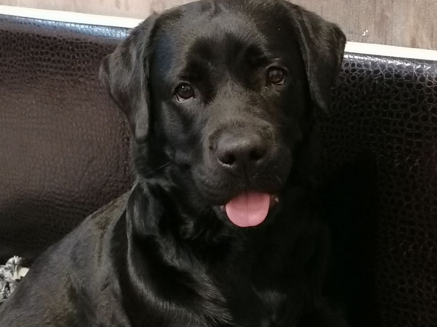 Ищем жениха лабрадора