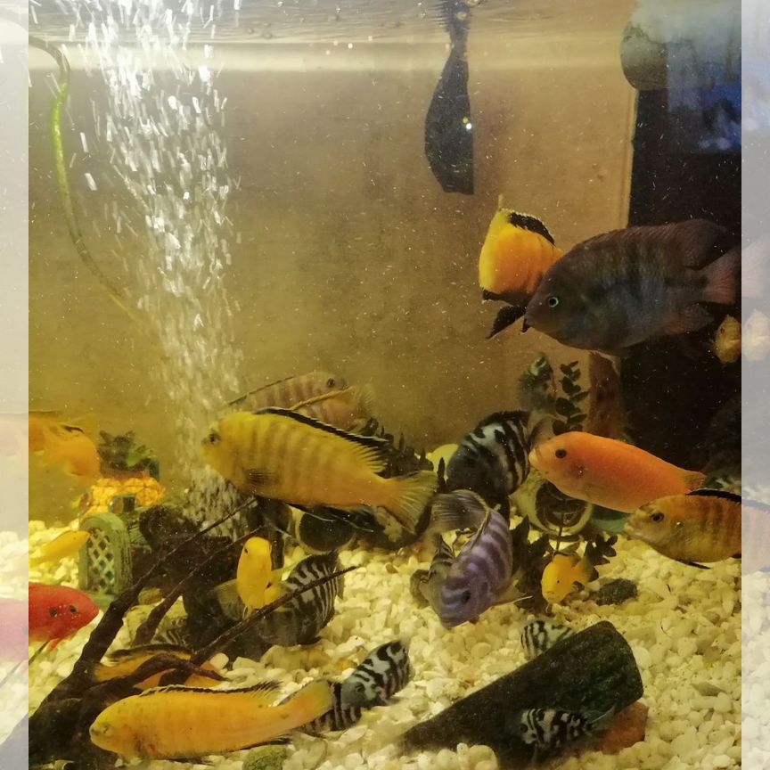 Малавийские цихлиды