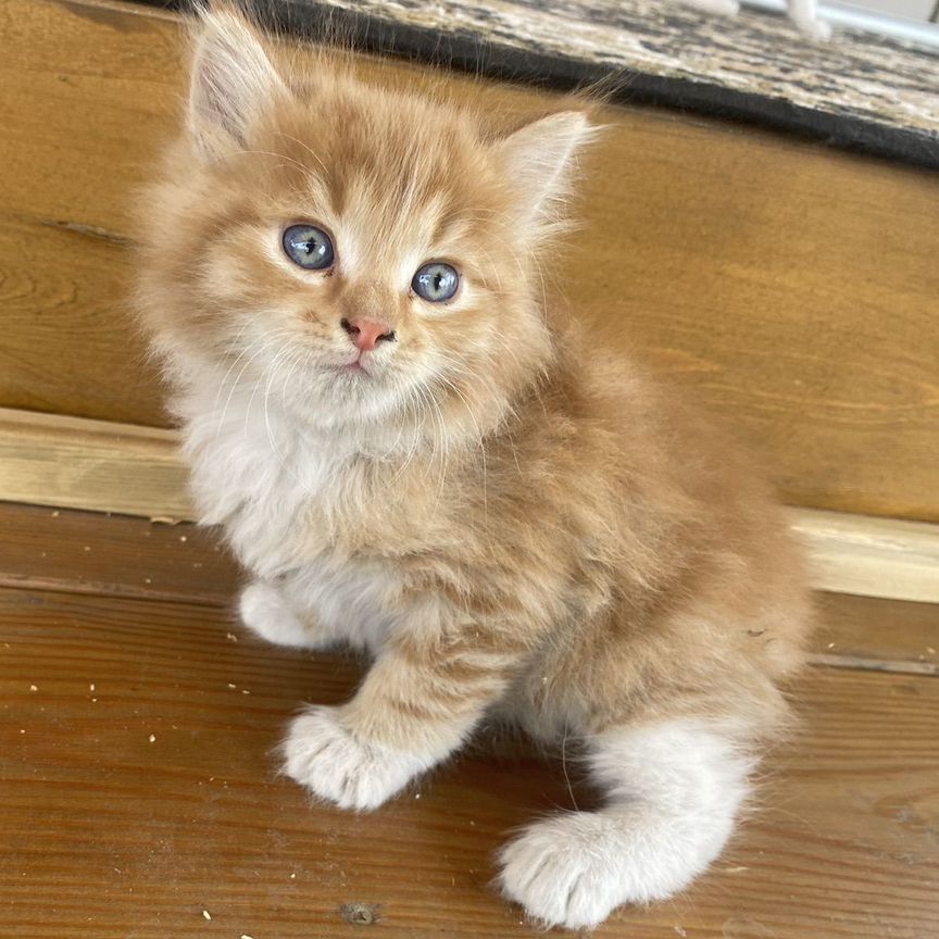 Котёнок в добрые руки