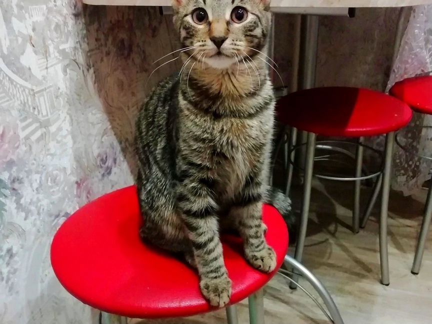 Котик Борис