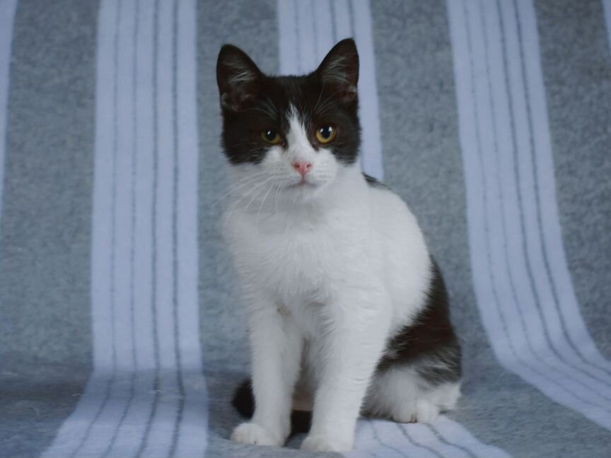 Очень ласковый и ручной котенок в дар