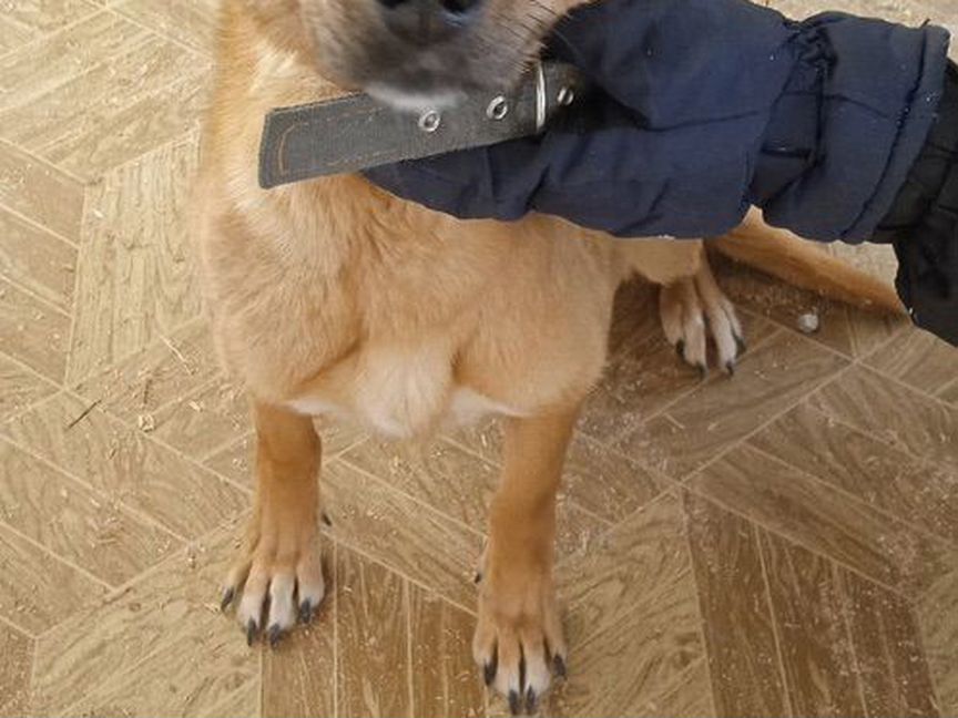 Собака в добрые руки дворняга