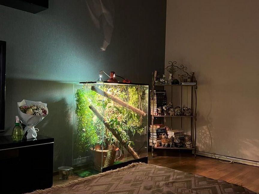 Террариум для хамелеона