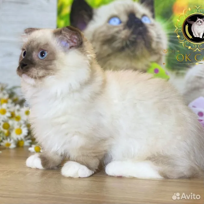 Самый ласковый манчкин супермини шоу класса