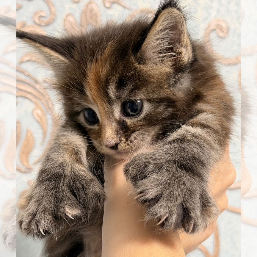 Мейн-кун котёнок