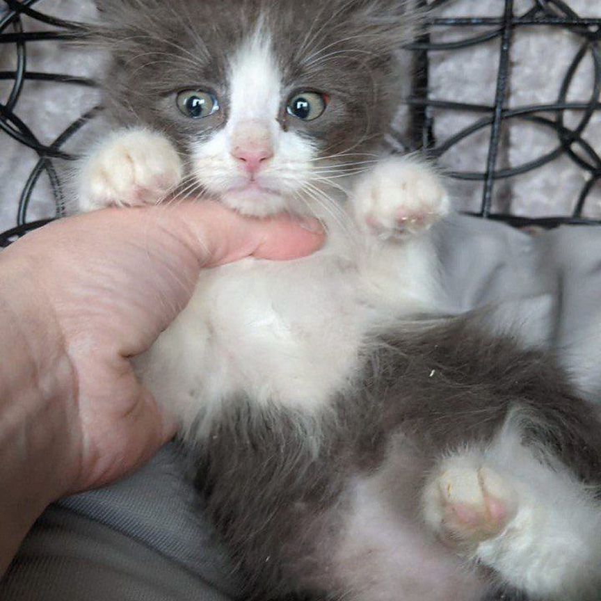 Чудо котёнок в добрые руки