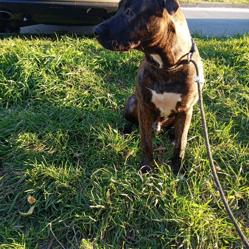 Стаффорд в добрые руки