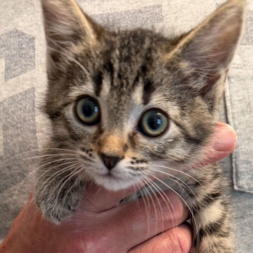Европейский короткошёрстный котёнок