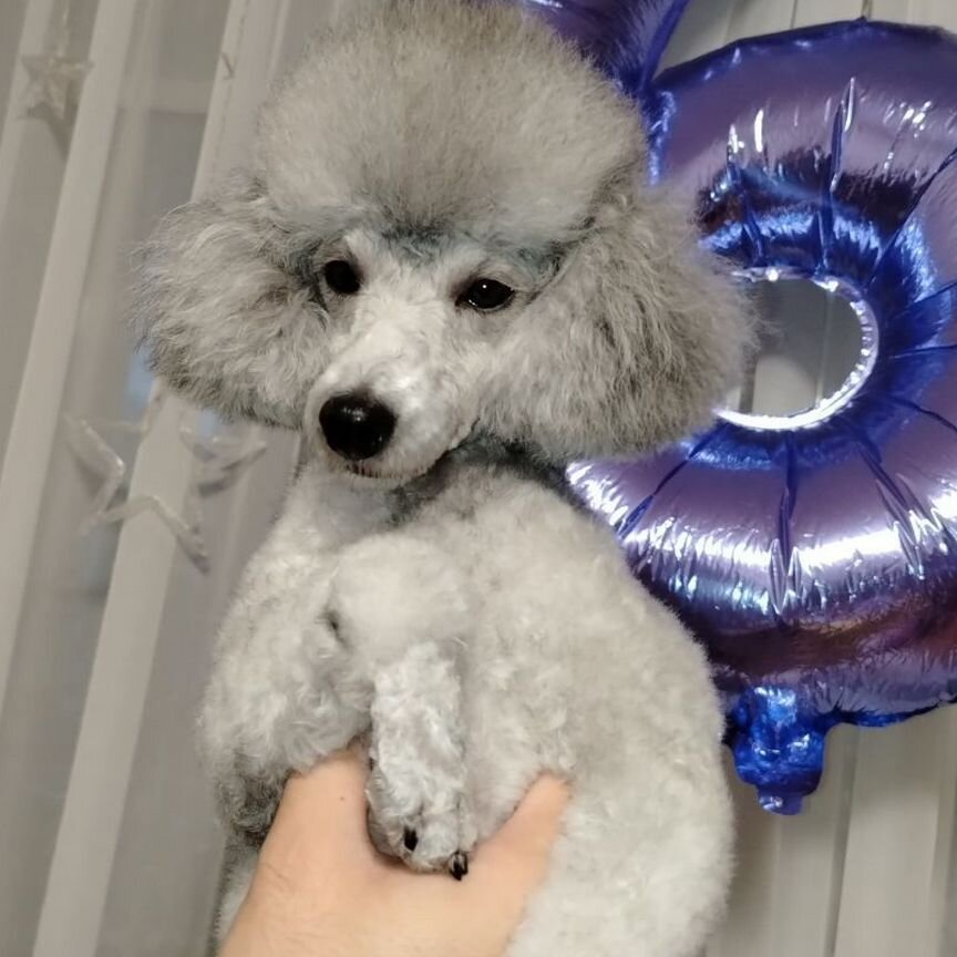 Той-пудель, взрослый пёс