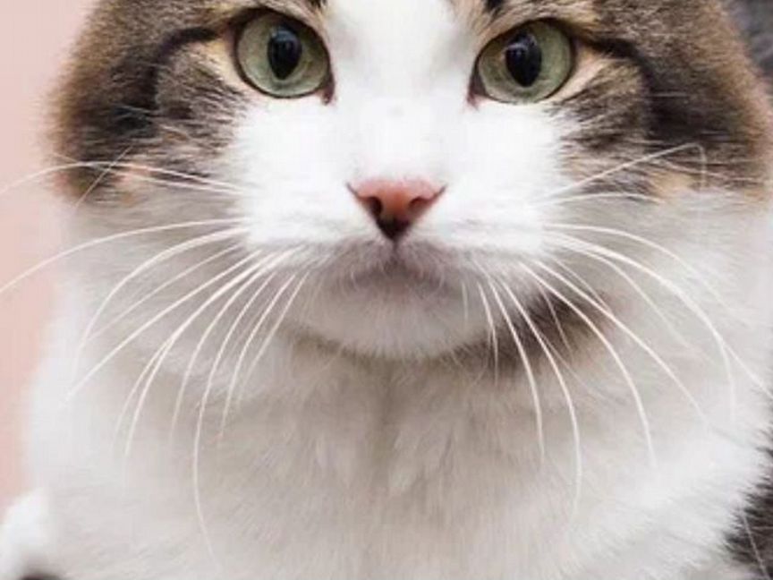 Котик Кузя в поисках мечты