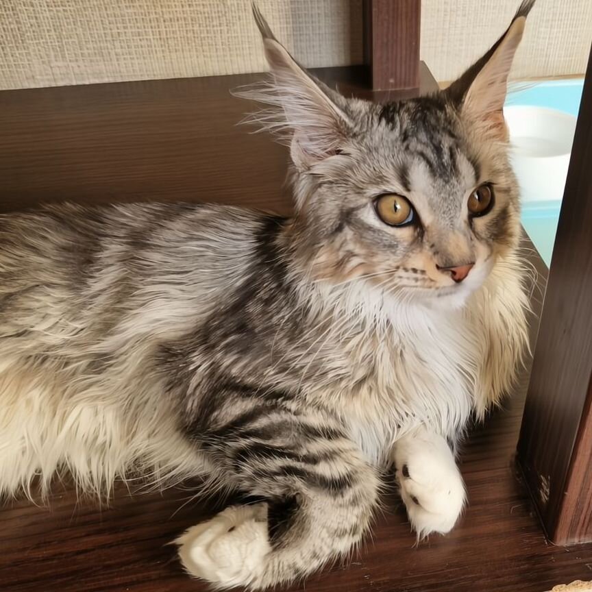 Мейн-кун, взрослая кошка