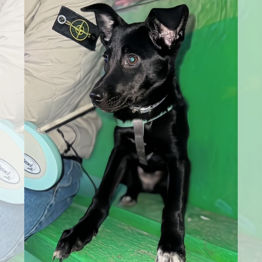 Лабрадор-ретривер, щенок