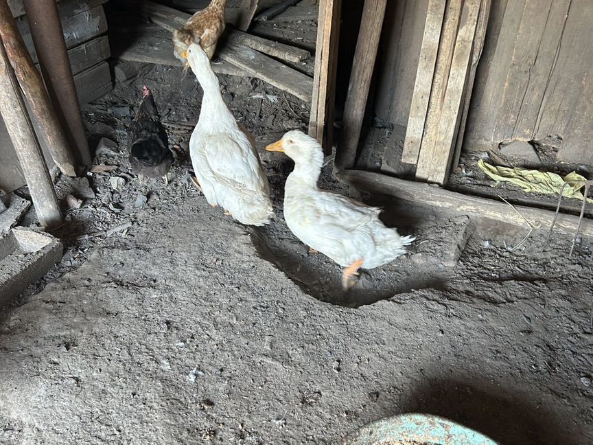 Пекинская утка