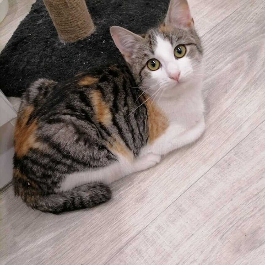 Зеленоглазая, в бархатной шубке юная кошечка