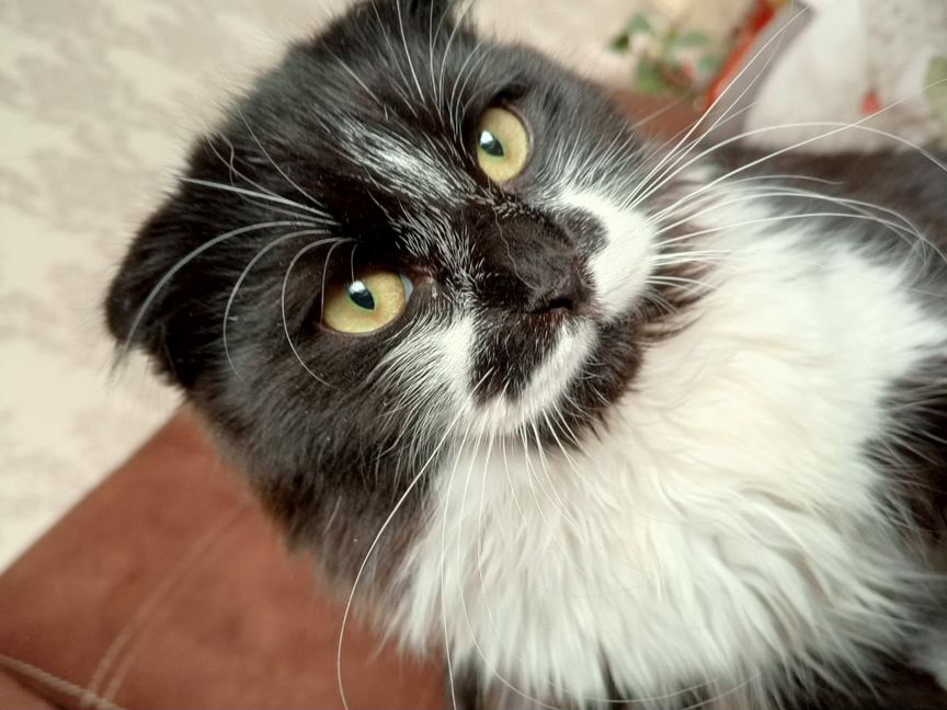 Котик вислоухий