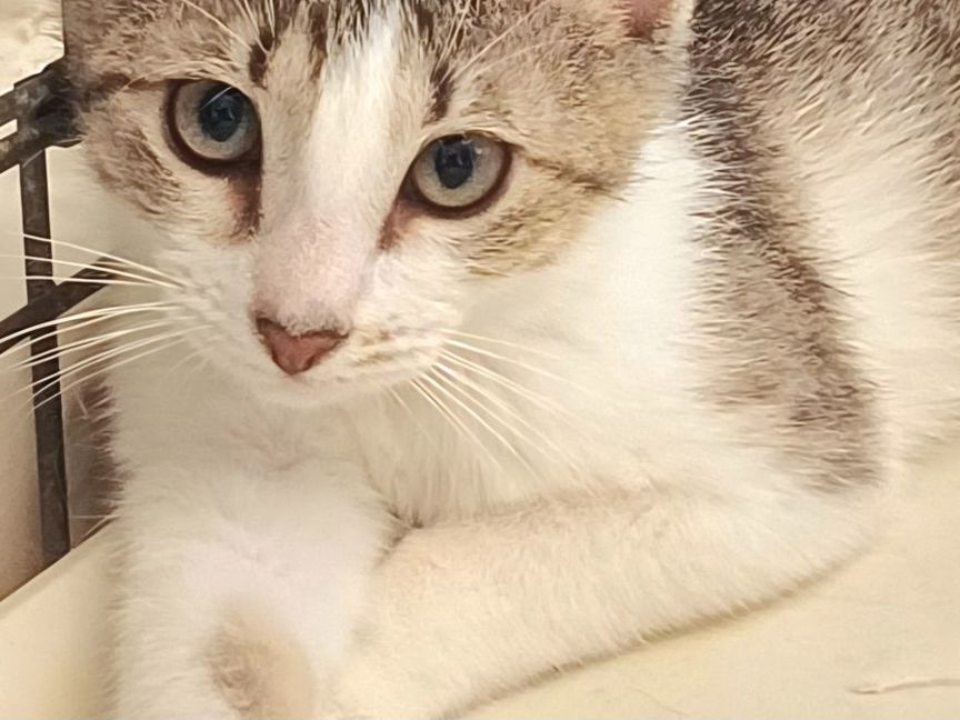 Чудесная девочка, котенок, 2, 5 месяца