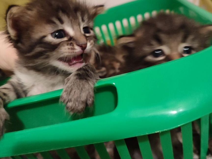 Котята в добрые руки мальчики