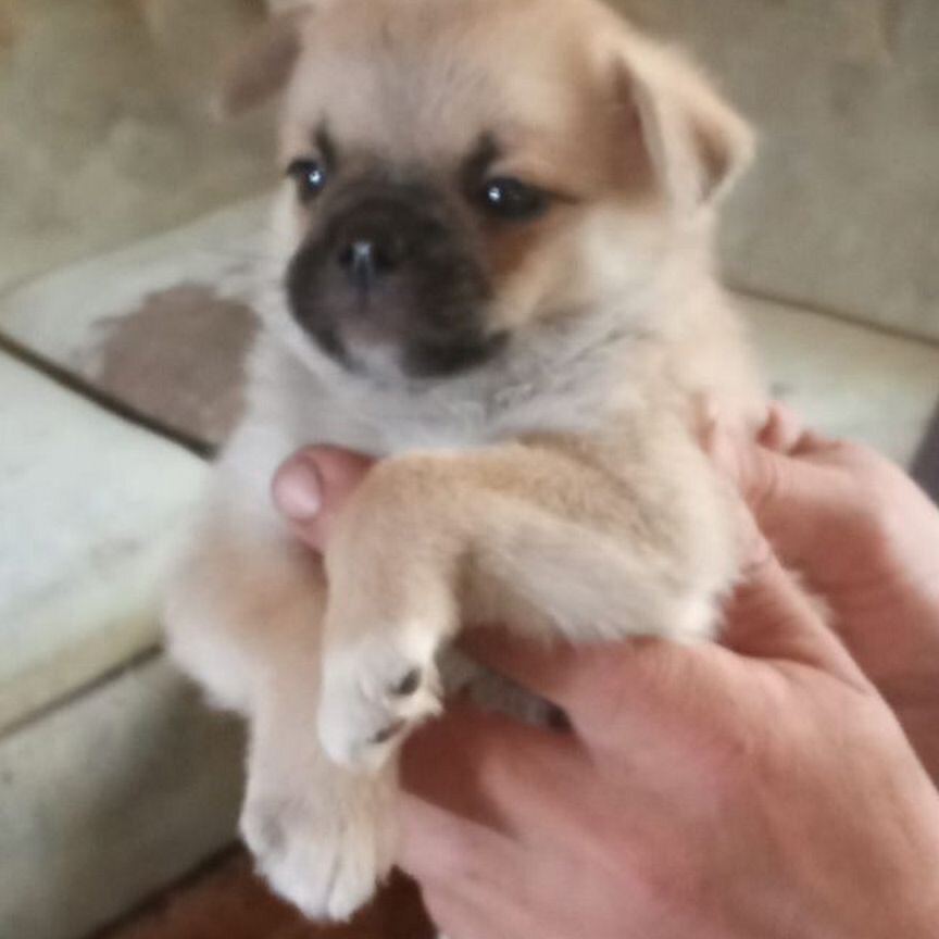 Щенки, Мопса-Шпица, Дети Любви