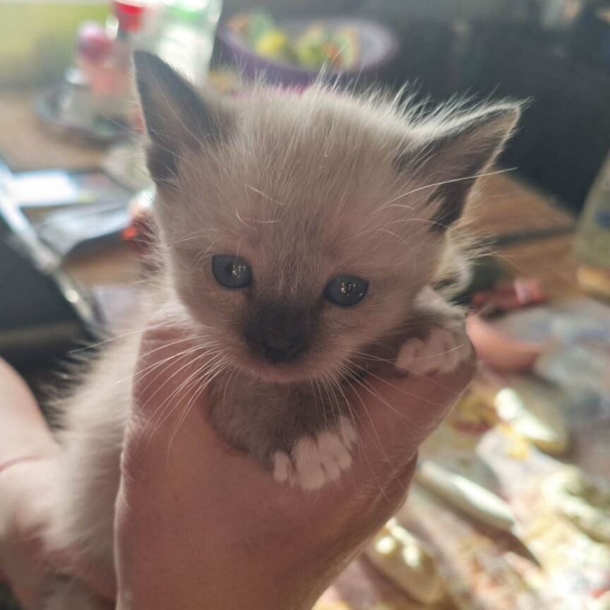 Невский маскарадный котёнок