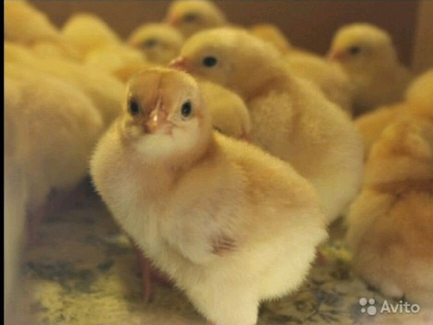 Цыплята мини мясные палевые