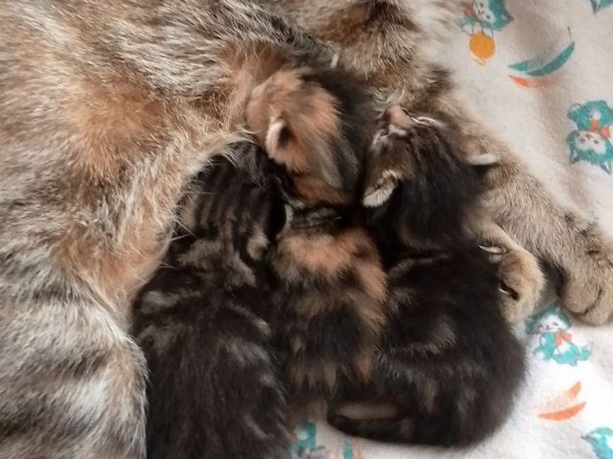 Котята 26 марта