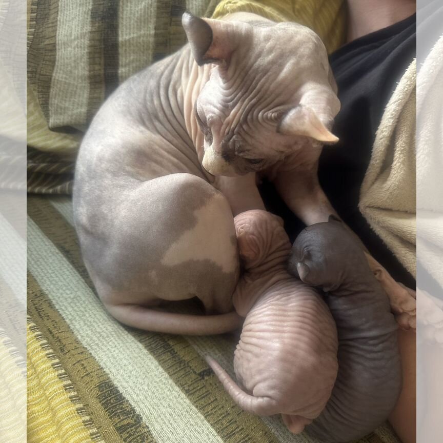 Канадский сфинкс котёнок