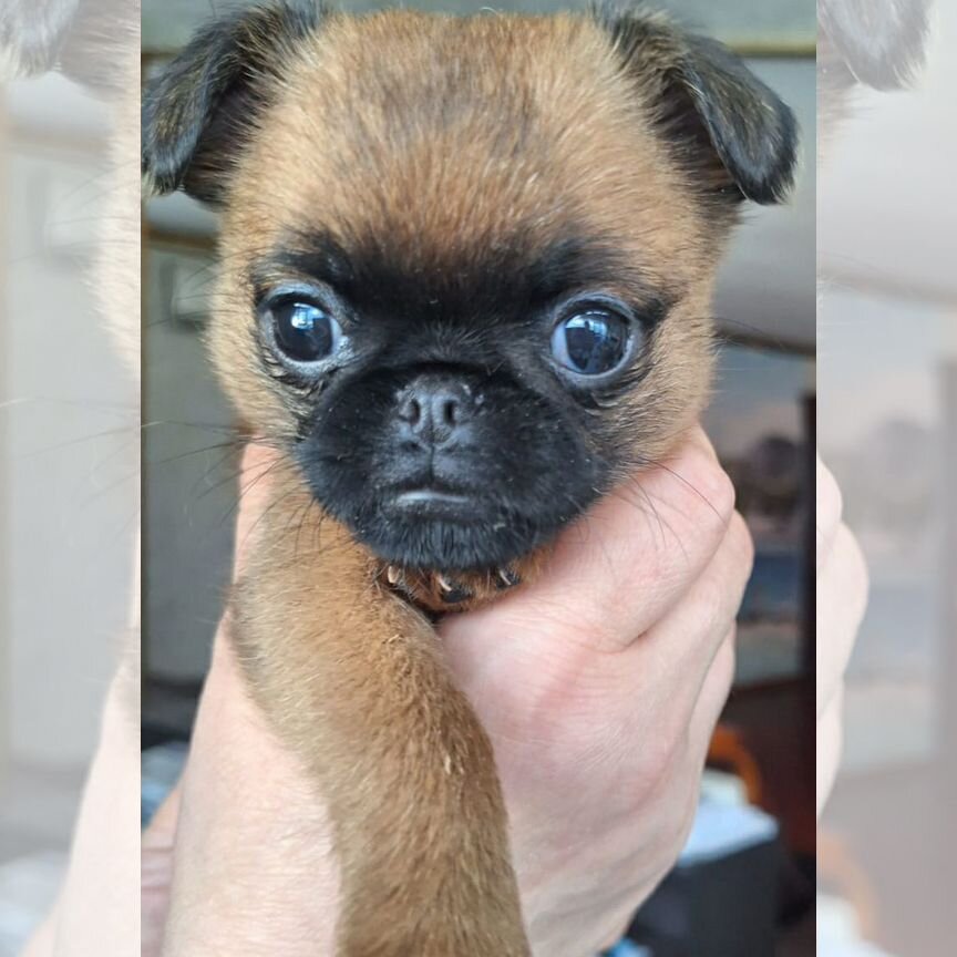 Щенки бельгийский гриффон