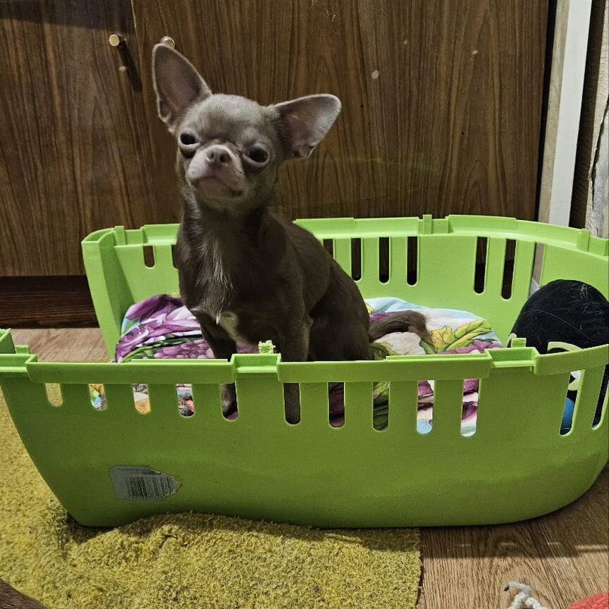 Чихуахуа девочка 1,5 года