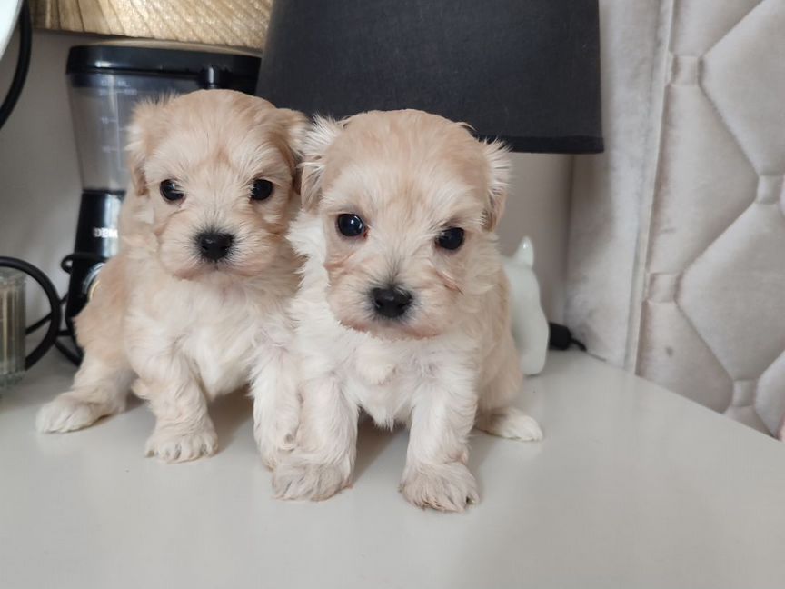 Малыши мальтипу f1 бронирование