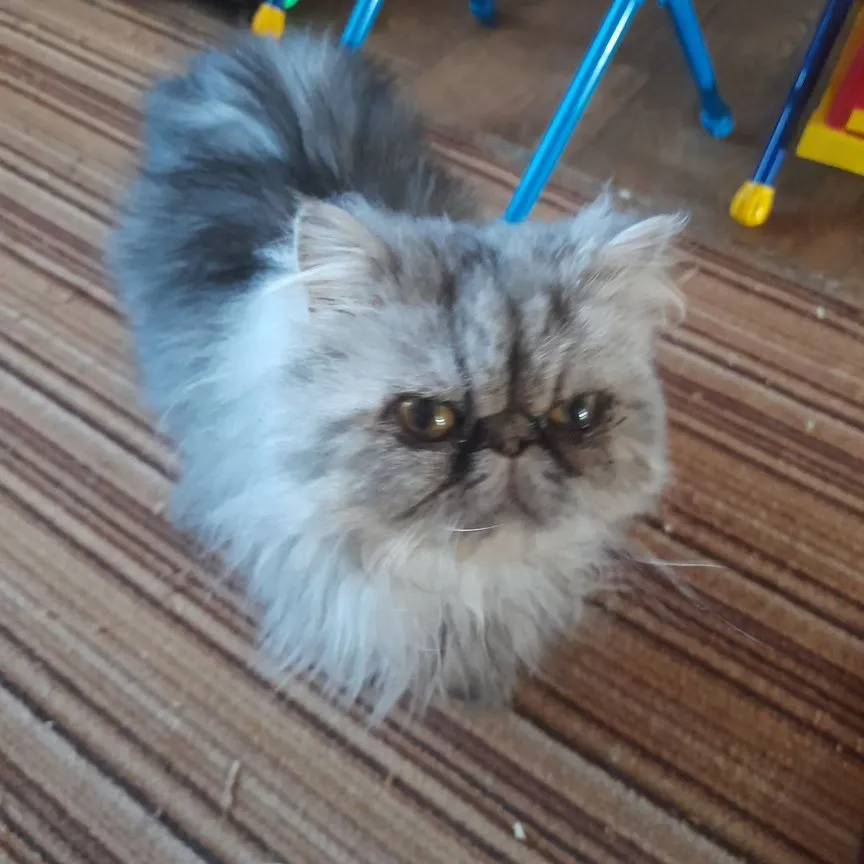 Персидский кот