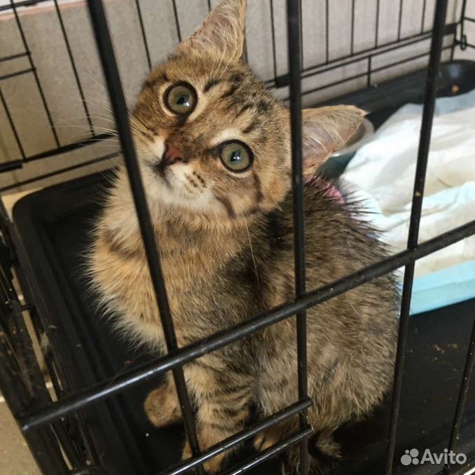 Малыш Кузя ищет дом